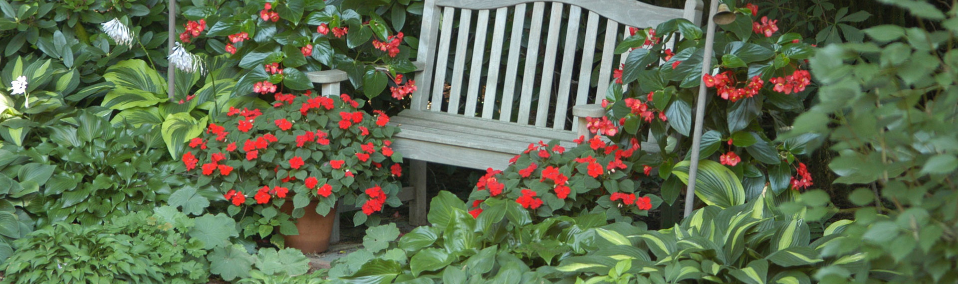 Shade Gardening for Beginners - Redwood Nursery & Garden Center