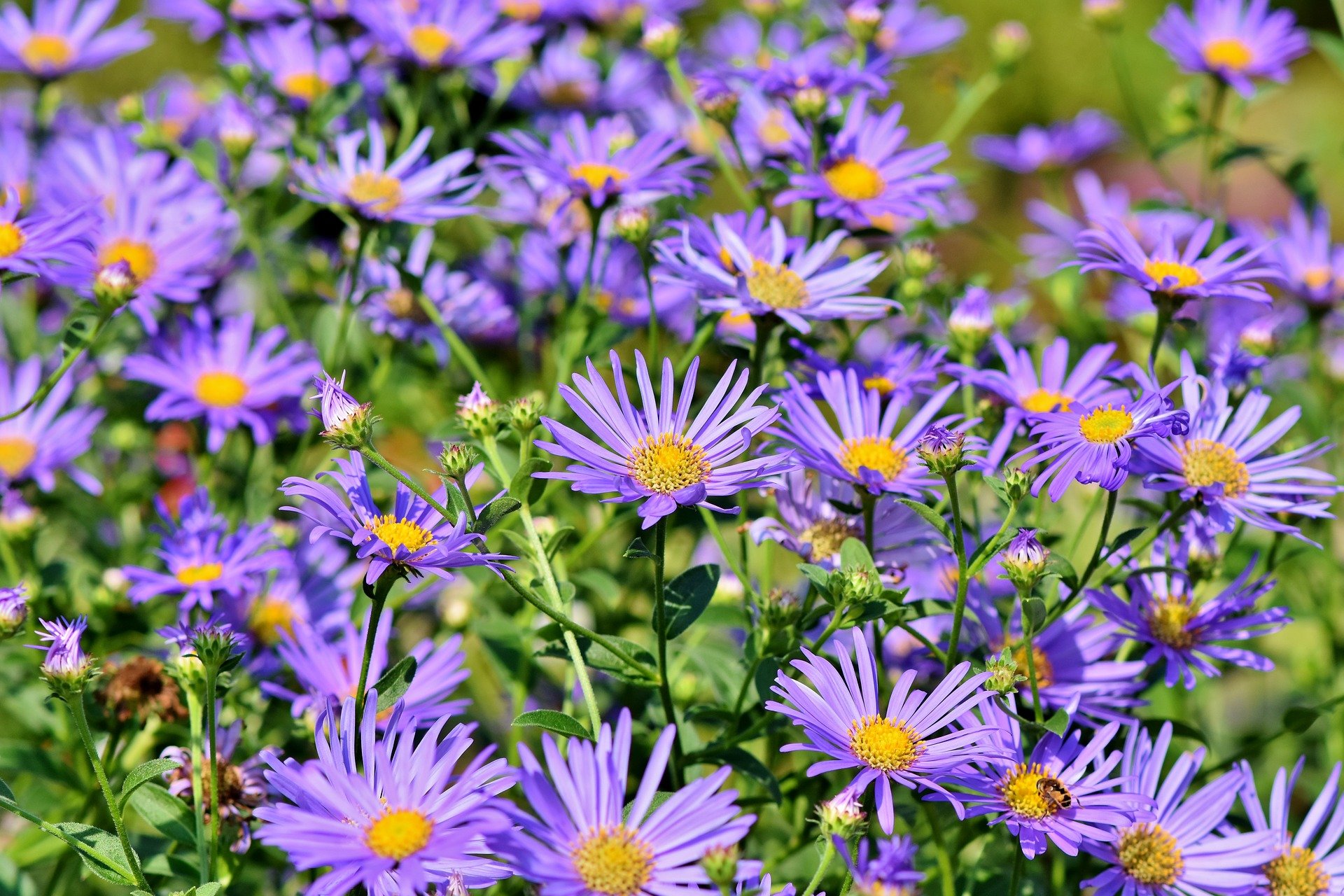 Perennial of the Month – Fall Asters - Redwood Nursery & Garden Center
