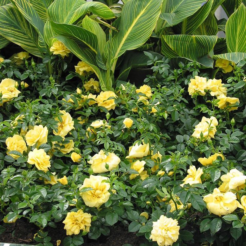 ROSA `FLOWER CARPET YELLOW` - Redwood Nursery & Garden Center
