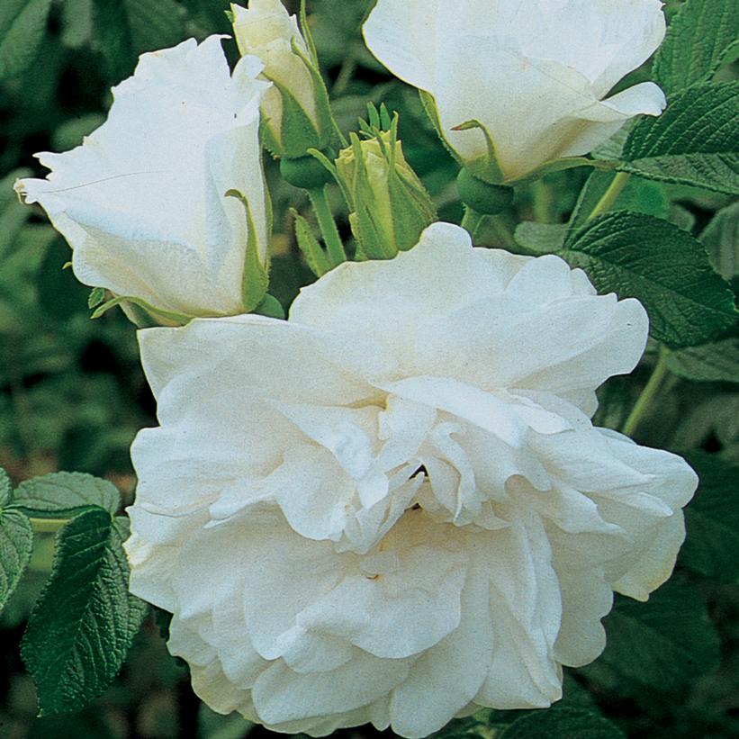 ROSA `BLANC DOUBLE DE COUBERT` - Redwood Nursery & Garden Center