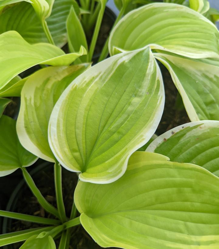 HOSTA `FRAGRANT BOUQUET` - Redwood Nursery & Garden Center