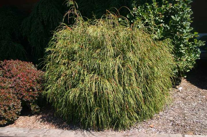 THUJA PLICATA `WHIPCORD` - Redwood Nursery & Garden Center