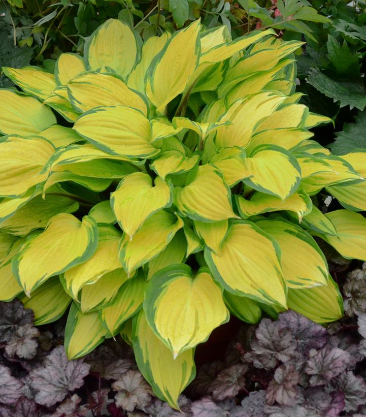 HOSTA `ISLAND BREEZE` - Redwood Nursery & Garden Center