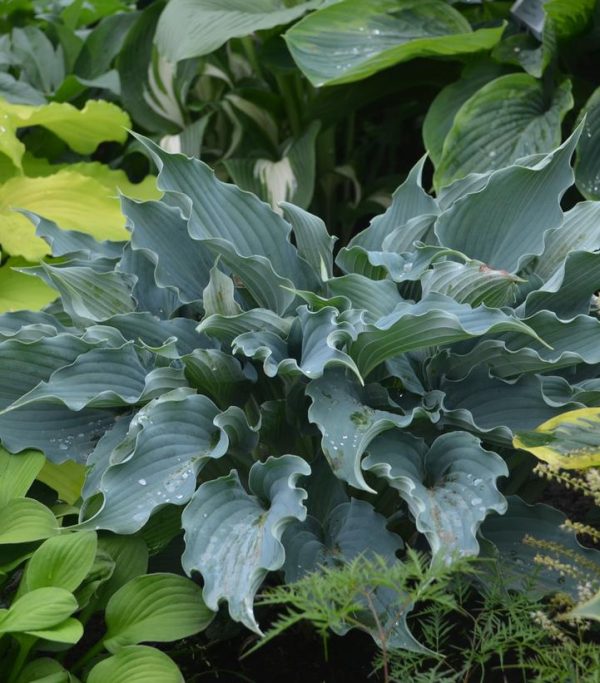 HOSTA SHADOWLAND `WATERSLIDE` - Redwood Nursery & Garden Center
