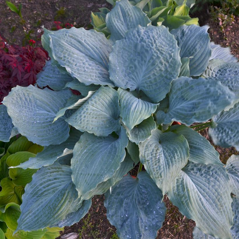 HOSTA SHADOWLAND `DIAMOND LAKE` - Redwood Nursery & Garden Center