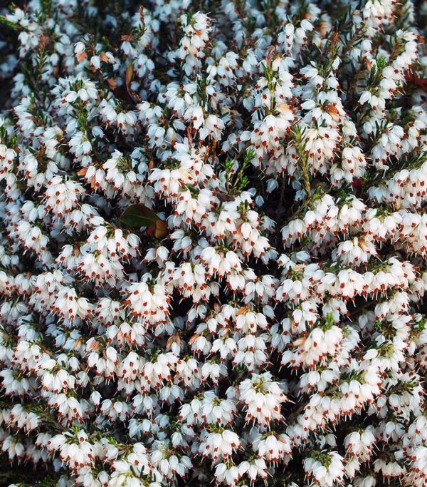ERICA CARNEA WHITE - Redwood Nursery & Garden Center