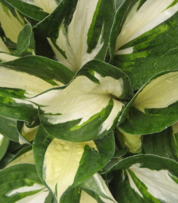 HOSTA `FIRE AND ICE` - Redwood Nursery & Garden Center