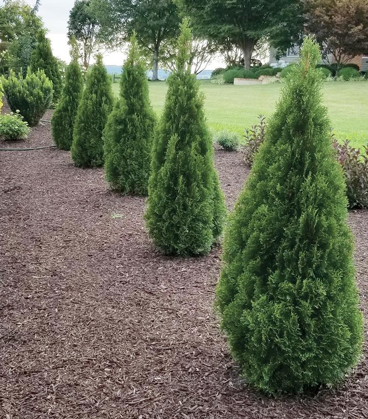 THUJA OCCIDENTALIS `EMERALD SQUEEZE` - Redwood Nursery & Garden Center