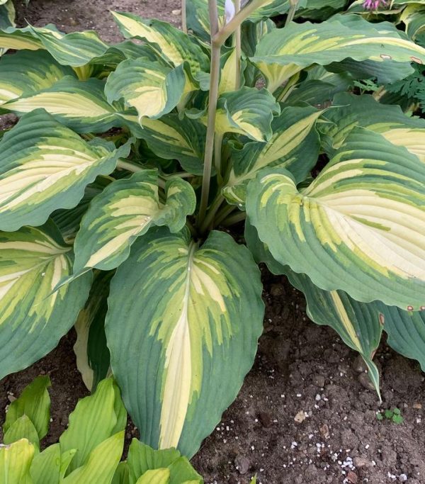 HOSTA SHADOWLAND `LOVE STORY` - Redwood Nursery & Garden Center