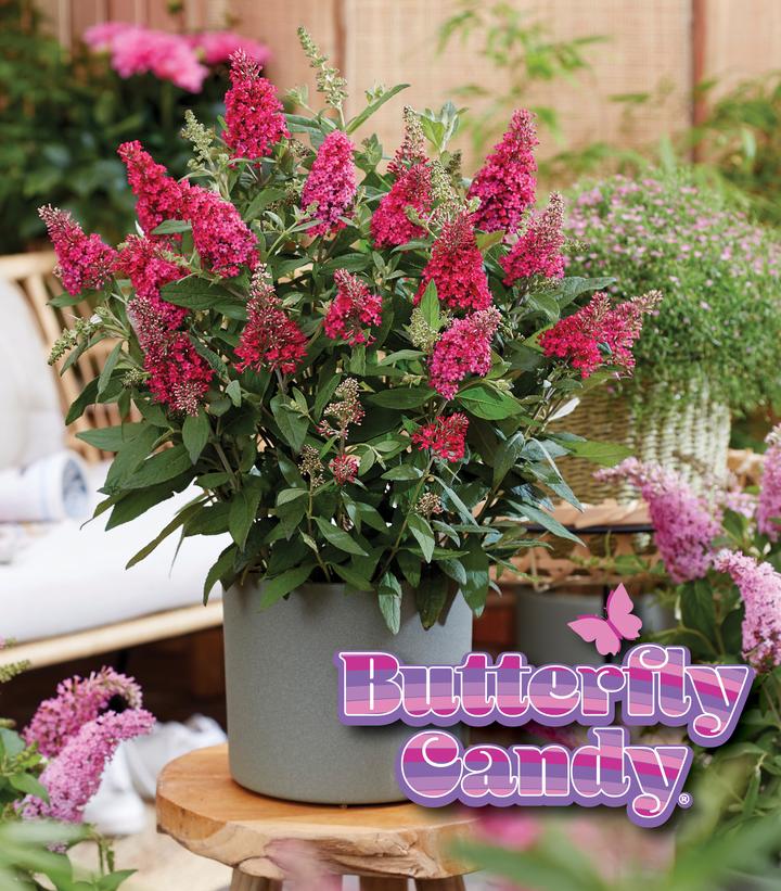 BUDDLEIA DAVIDII BUTTERFLY CANDY `LIL RASPBERRY` - Redwood Nursery ...