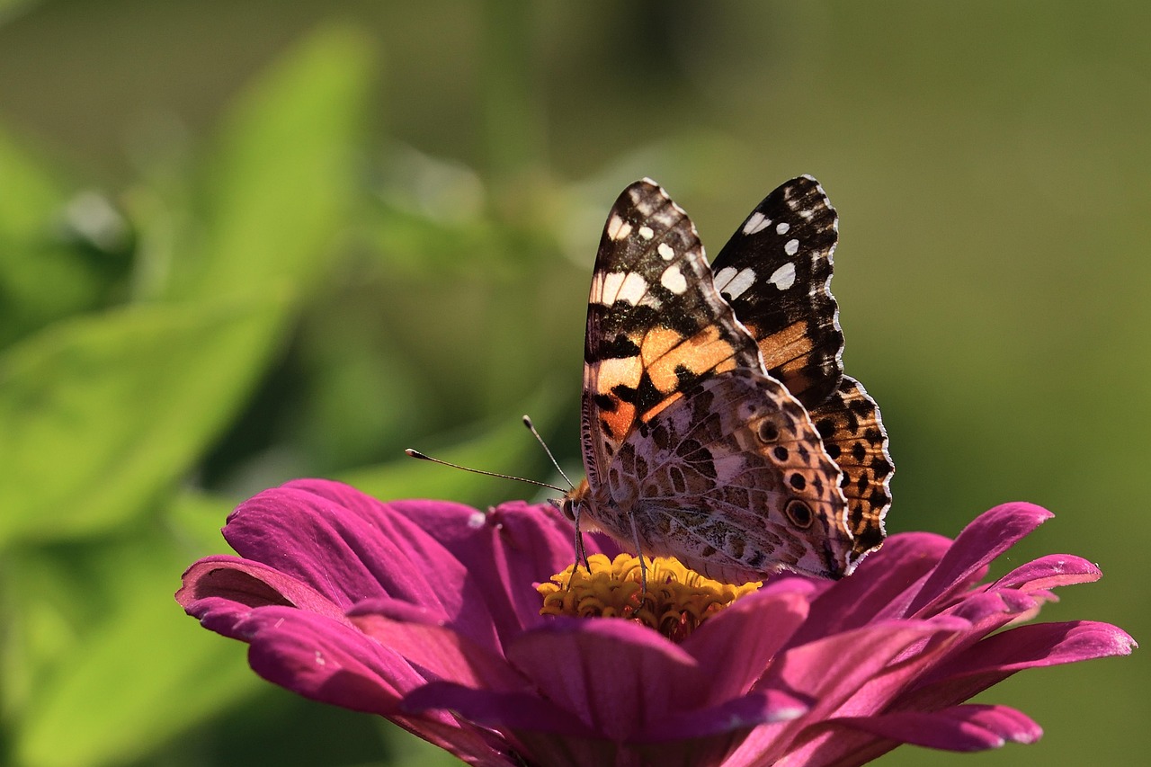 September is Pollinator Month: Plants That Keep Bees & Butterflies ...