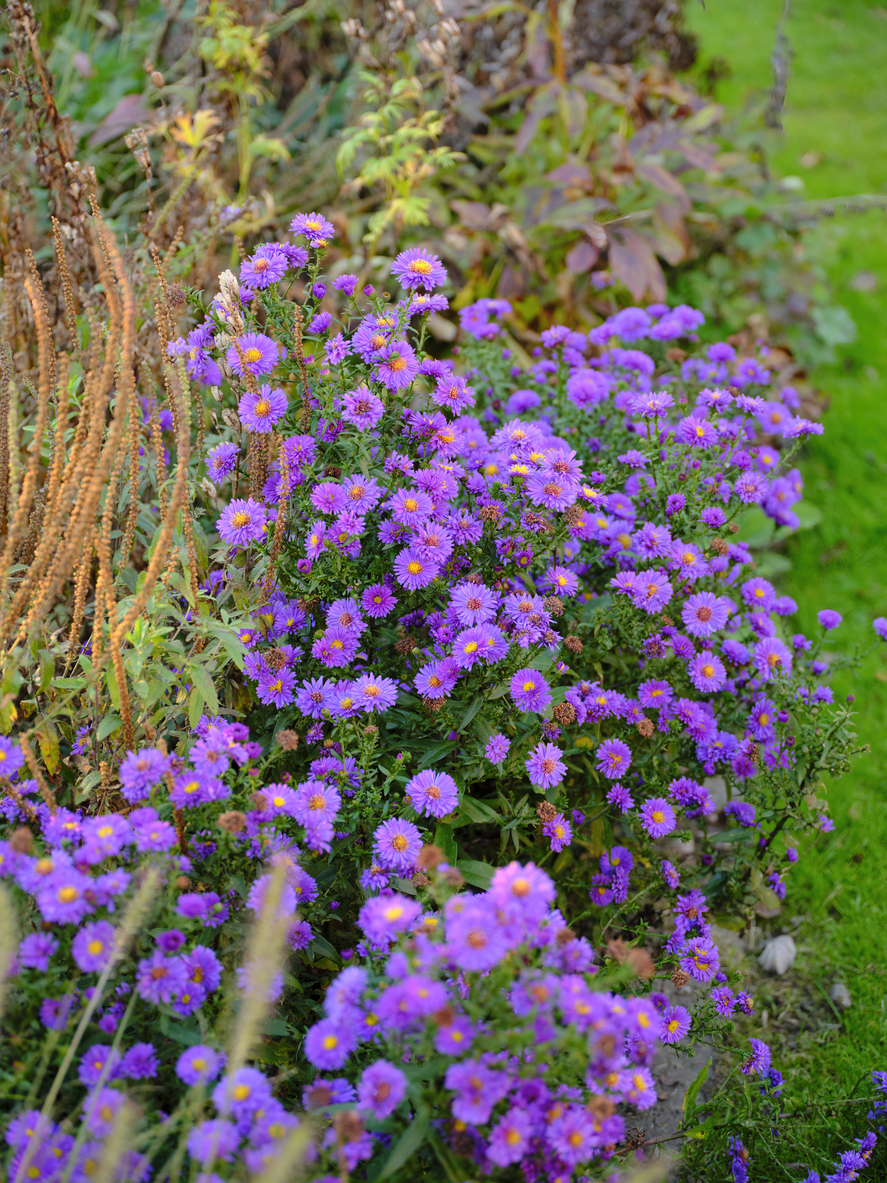 Extend the Bloom: Best Late-Season Perennials for September Color ...