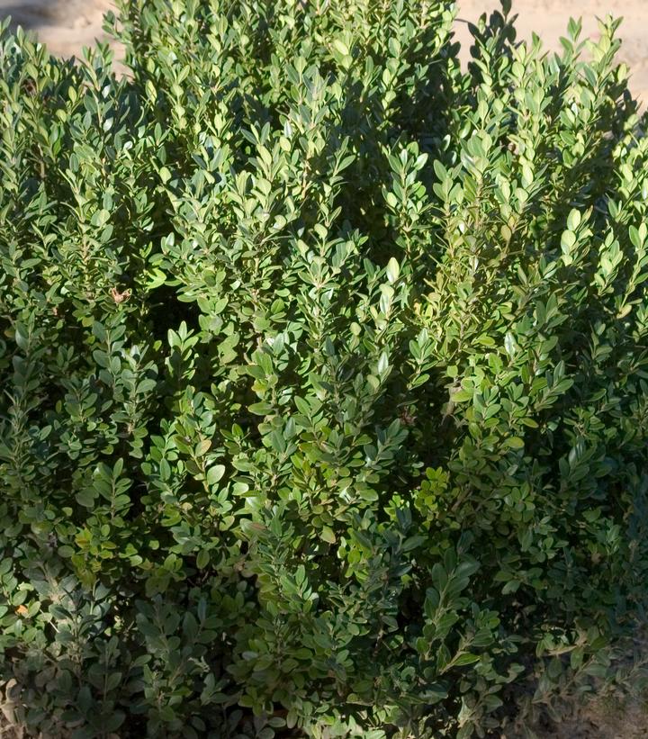 BUXUS MICRO. JAP. `GREEN MOUNTAIN` - Redwood Nursery & Garden Center